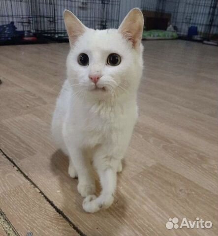 Котик-инвалид в надёжные руки