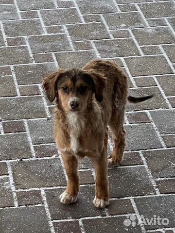 Ищем добрые ручки