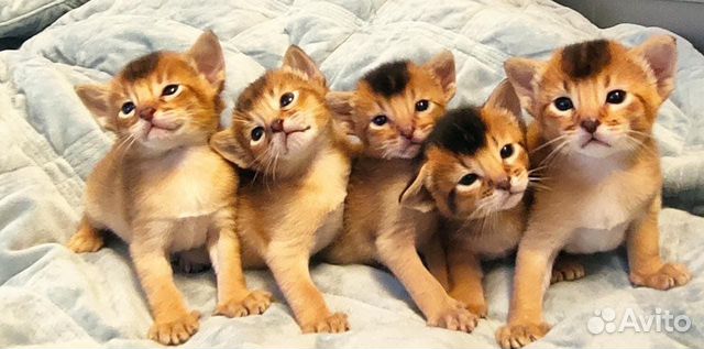 Абиссинские котята