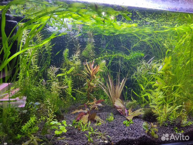 Растения для аквариума (все)