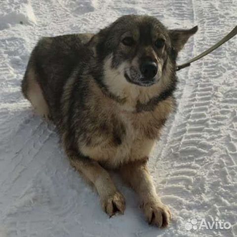 Собака