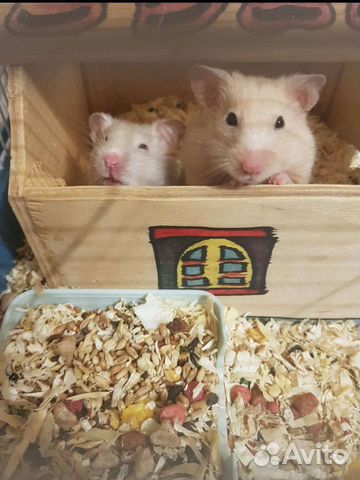 Сирийские хомяки,самка(мама) и самка(дочь)