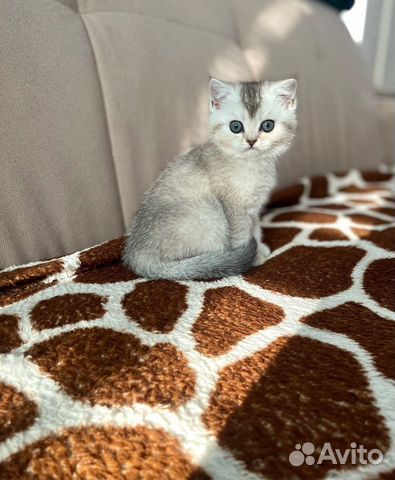 Шотландская