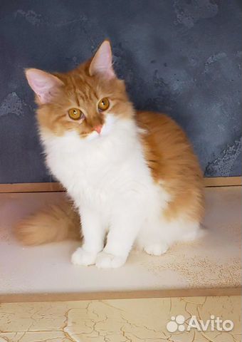 Шикарная Анфиса ищет дом