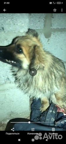 Собачка-инвалид ищет дом