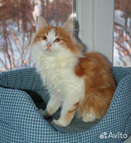 Мишка, Мышка, Матрос и Малышка