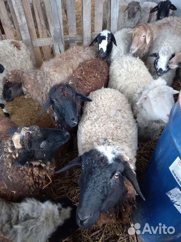 Овцы бараны оптом