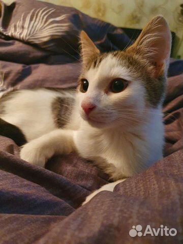 Котенок в добрые руки