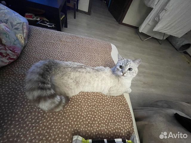 Кошка для вязки