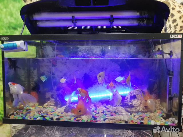 Аквариум,аквариумные рыбки