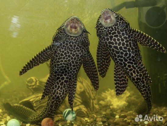 Сомик птеригоплихт