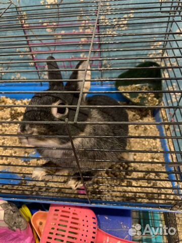 Декоративные кролики ангора