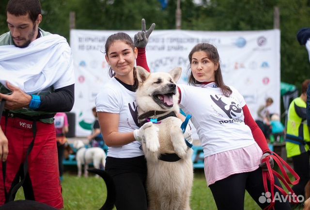 Акита Самурай ищет дом