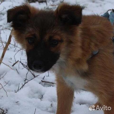 Собачка подросток в добрые руки