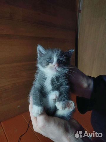 Отдам в добрые руки котят