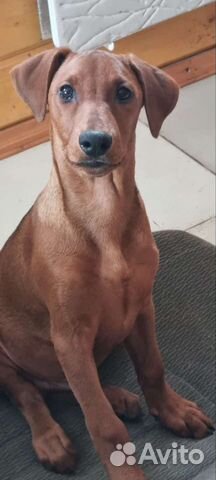 Чудо малыш стандарт