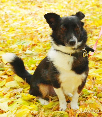 Маленький песик Бобби ищет семью