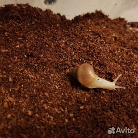 Achatina fulica rodatzi albino body