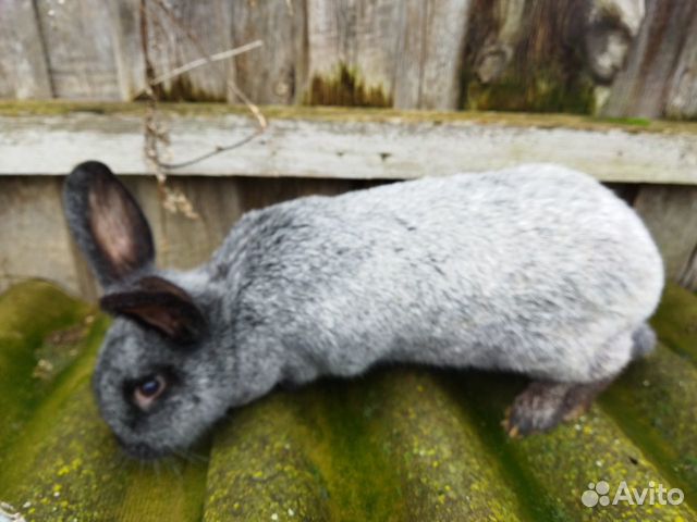 Кролики Полтавское серебро