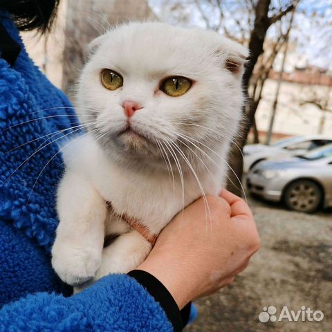 Шотландская вислоухая кошка бесплатно