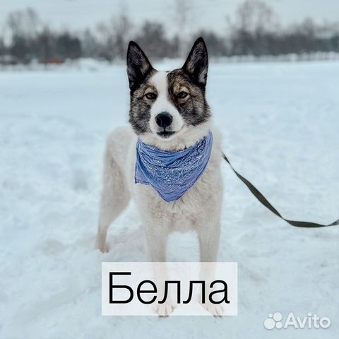 Белла, не собака, а самы настоящий подарок