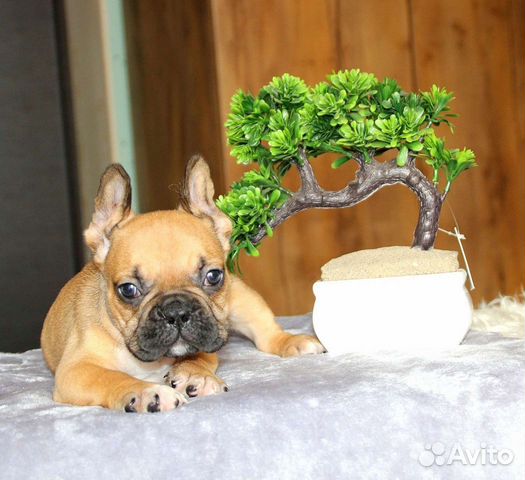 Французский бульдог