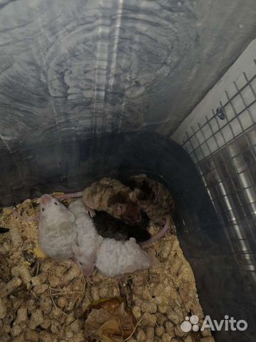 Сатиновые мышки