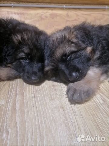 Немецкая овчарка