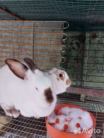 Калифорнийские кролики