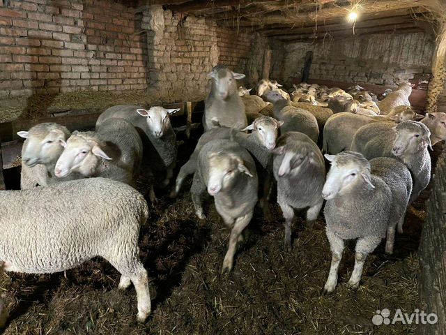 Бараны на мясо