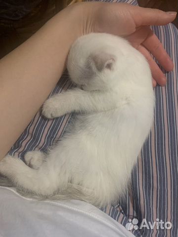 Шотладская вислоухая девчонка