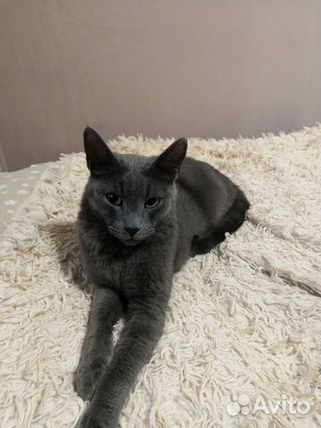 Русская голубая отдам леху в добрые руки