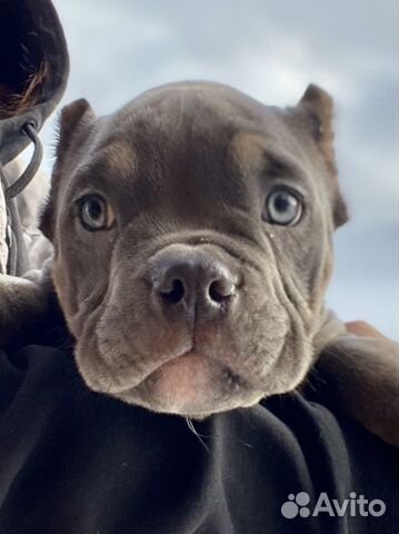 Американский булли мальчик