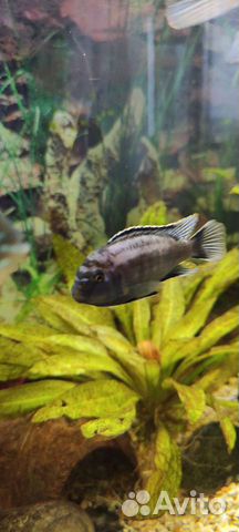 Лабидохромис Йохана