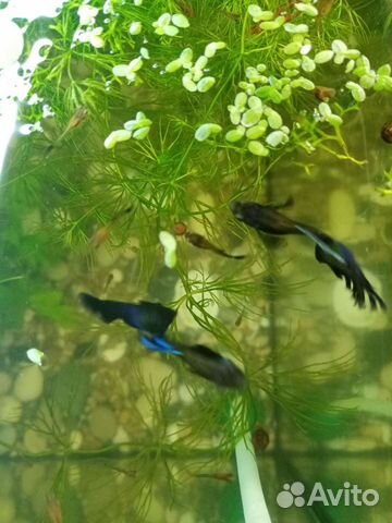 Гуппи Малахит