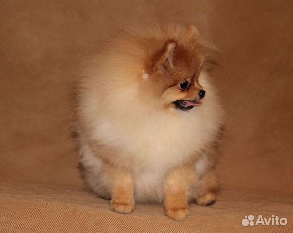 Супер мини девочка померанский шпиц мишка
