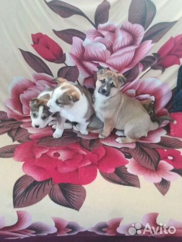 Западно сибирская лайка