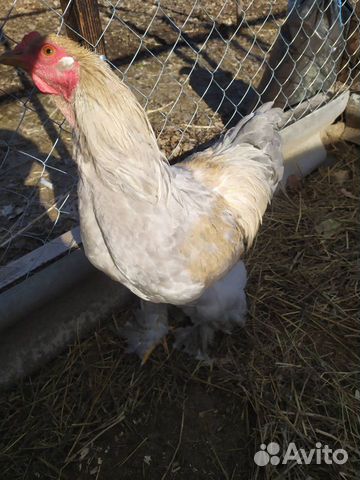 Петухи породы брама,8 месячные