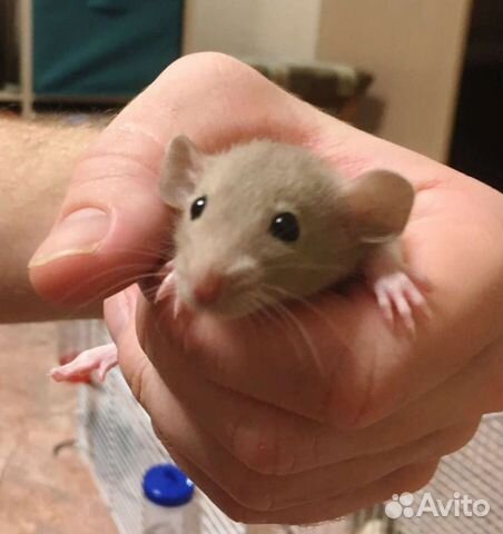 Крыса дамбо