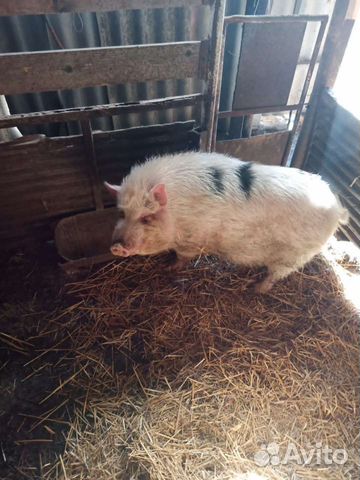 Вьетнамский хряк на племя