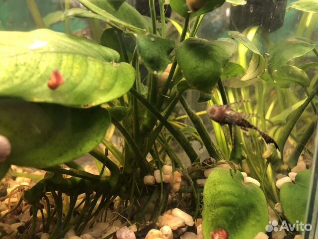 Рыба лорикария