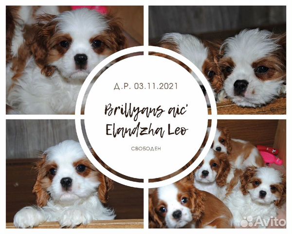 Кавалер кинг чарльз спаниель