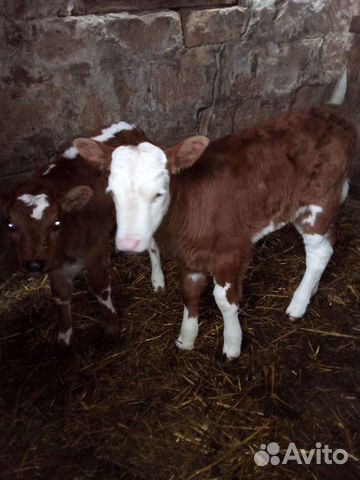 Бычок и тёлочка