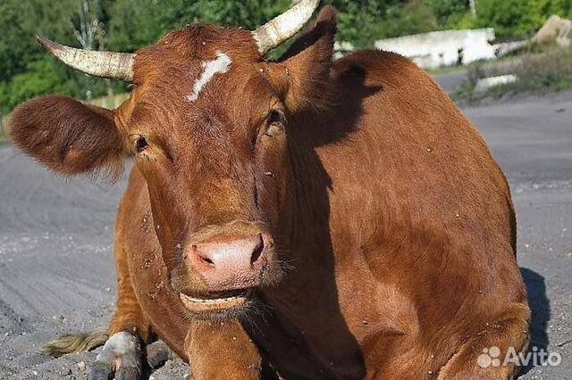 Телки на мясо