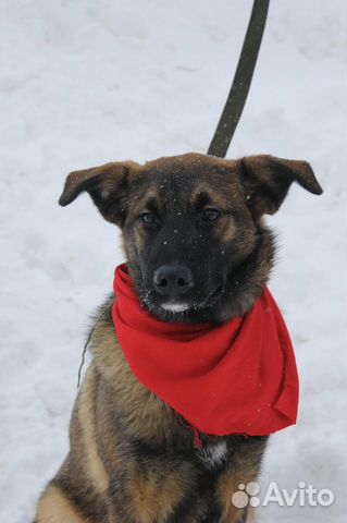 Собака в добрые руки