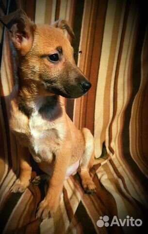 Собаки бесплатно в добрые руки щенки