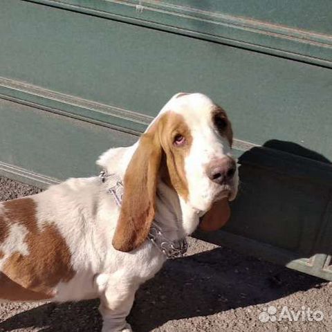 Бассет-хаунд