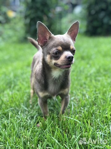 Вязка кобель чихуахуа чемпион