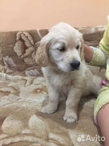 Золотое счастье