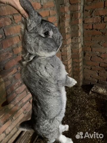 Кролики живым весом